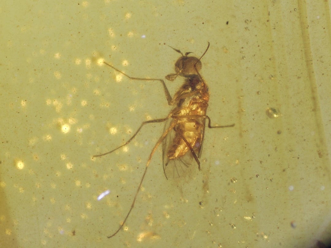 Extinct Bee Fly ( Bombyliidae ) in Burmese Burmite Amber Fossil #0089 ...