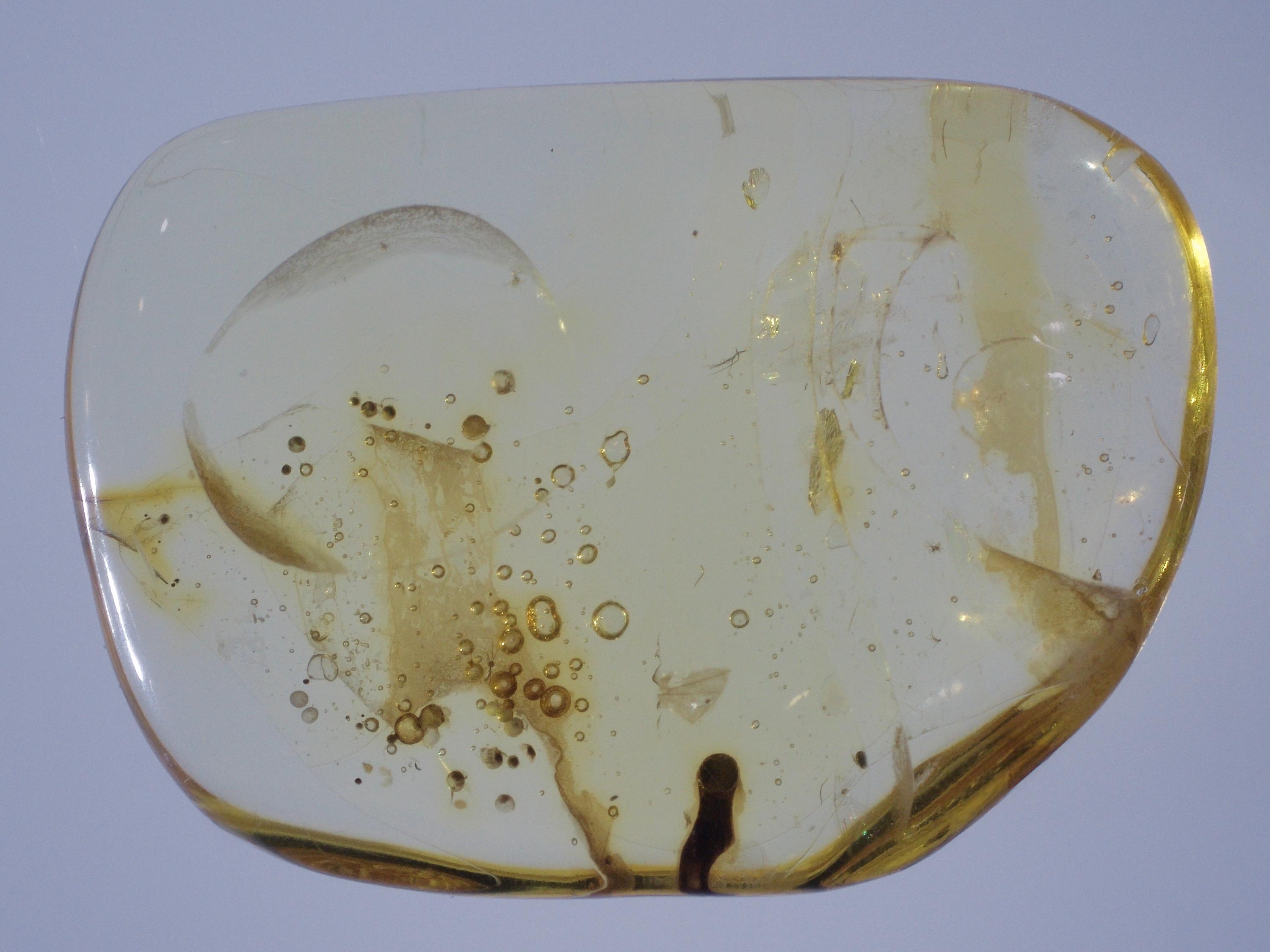 RARE Tiny Mushroom/fungus in Eocene Baltic Amber Fossil #0082 - Etsy