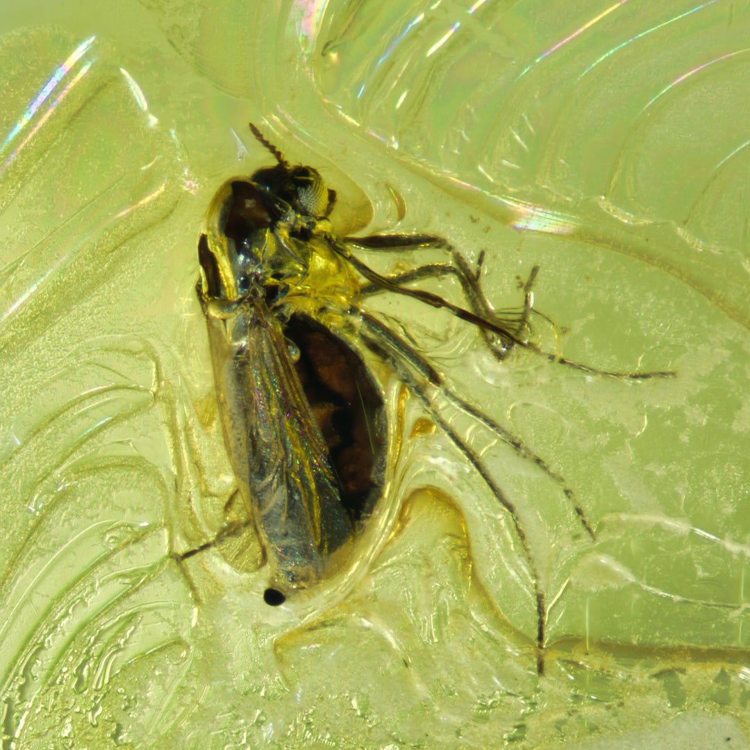Extinct True Fly ( Diptera ) in Eocene Baltic Amber Fossil #0158 - Etsy