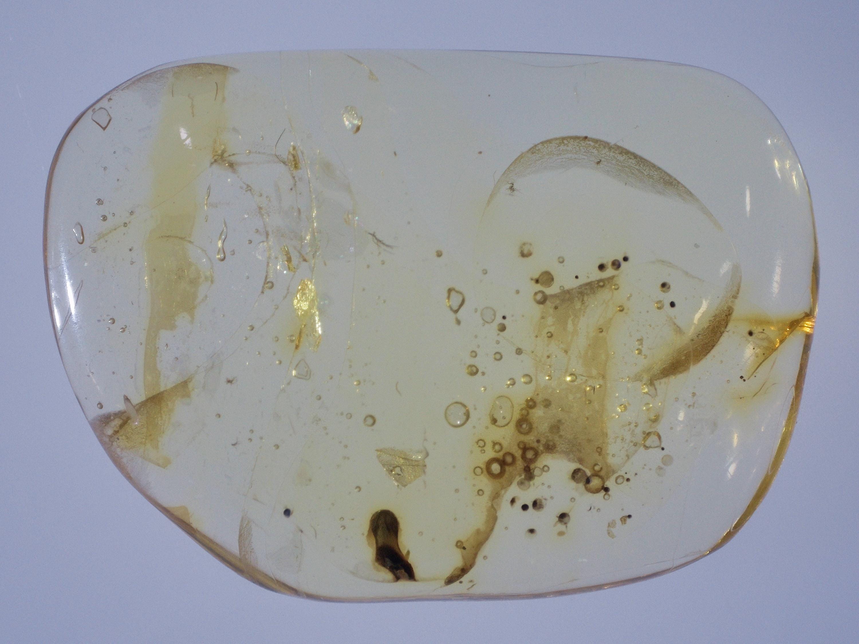 RARE Tiny Mushroom/fungus in Eocene Baltic Amber Fossil #0082 - Etsy