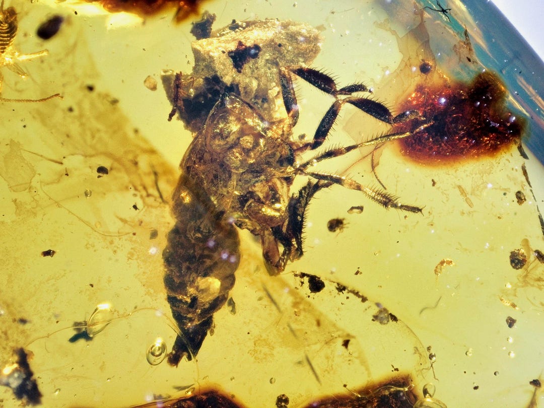 Extinct Cricket/katydid ( Unknown Orthoptera ) With Possible Fungus in ...