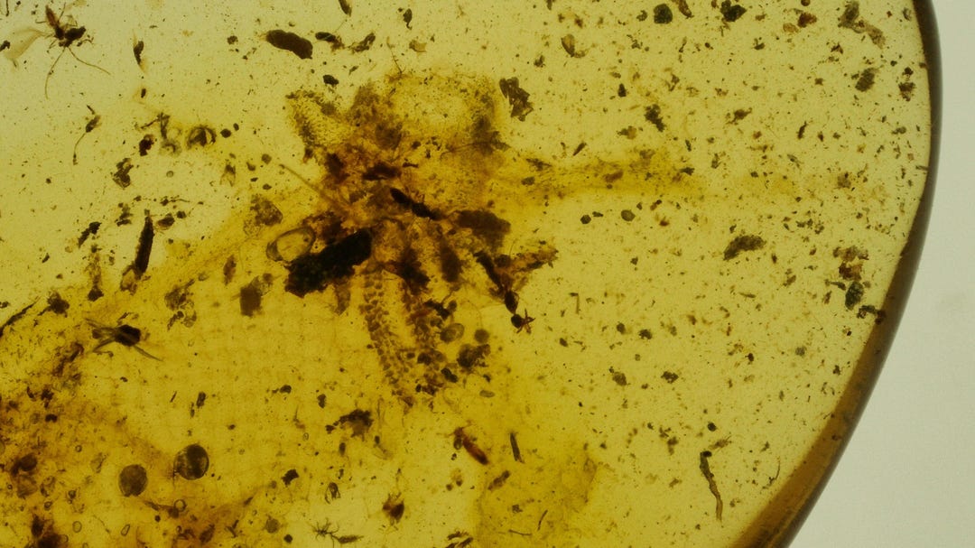 RARE Reptile Skin Molt in Burmese Burmite Amber Fossil #0053 - Etsy
