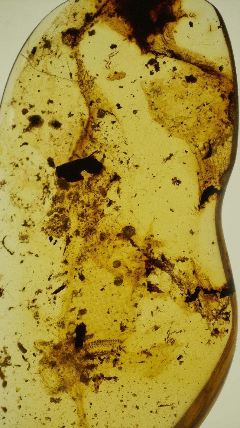 RARE Reptile Skin Molt in Burmese Burmite Amber Fossil #0053 - Etsy