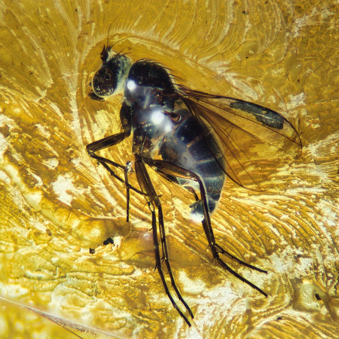 Extinct Fly ( Diptera ) in Eocene Baltic Amber Fossil #0145 - Etsy