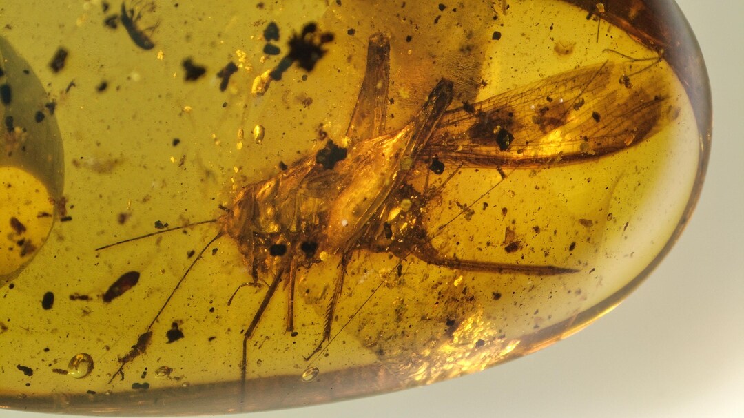 Rare LARGE Extinct Sword-tail Cricket ( Trigonidiidae ) in Burmese ...