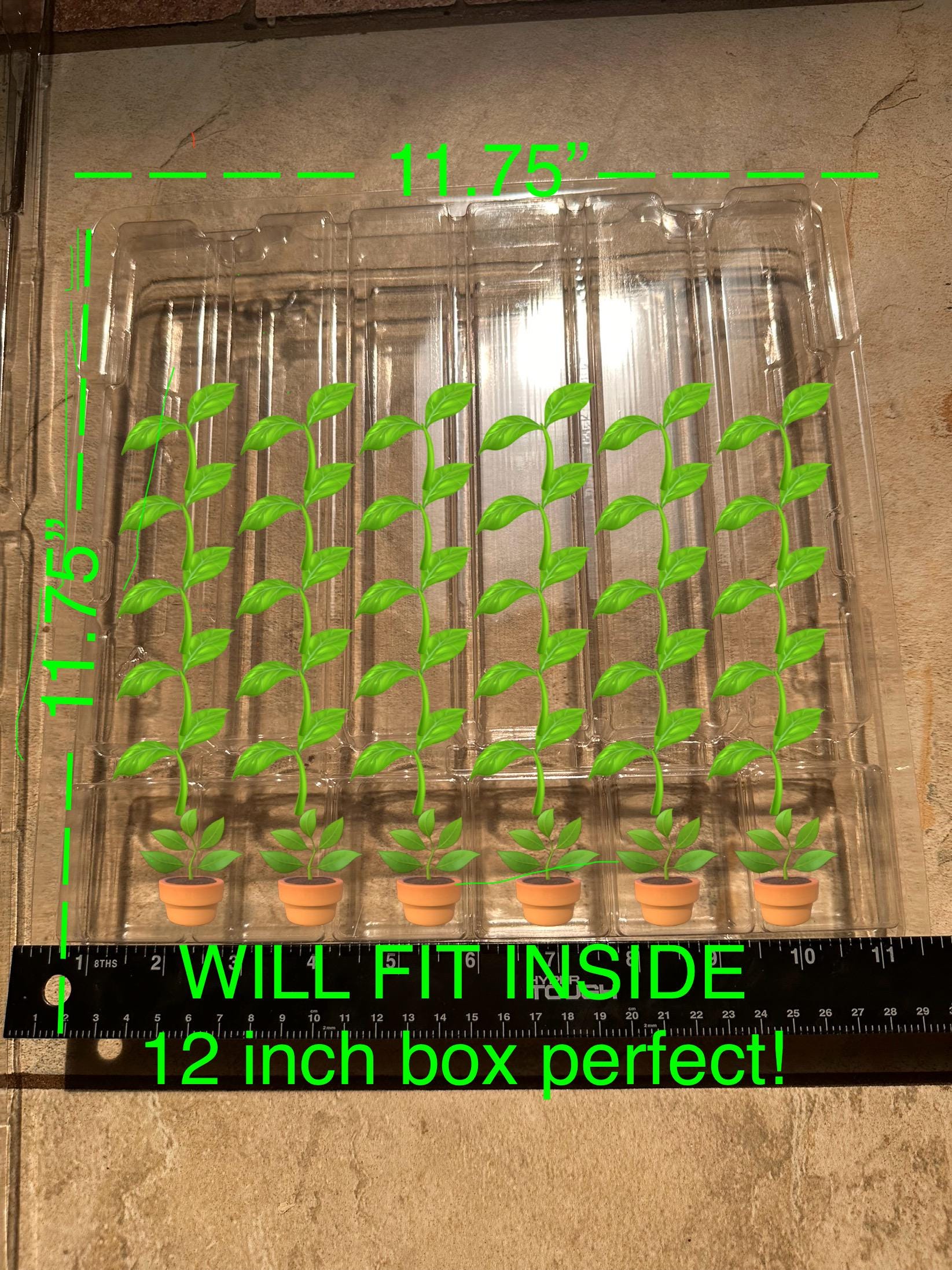 10x Pack CLONE SHIPPER Live PLANT Shipping Box Container Propagation ...