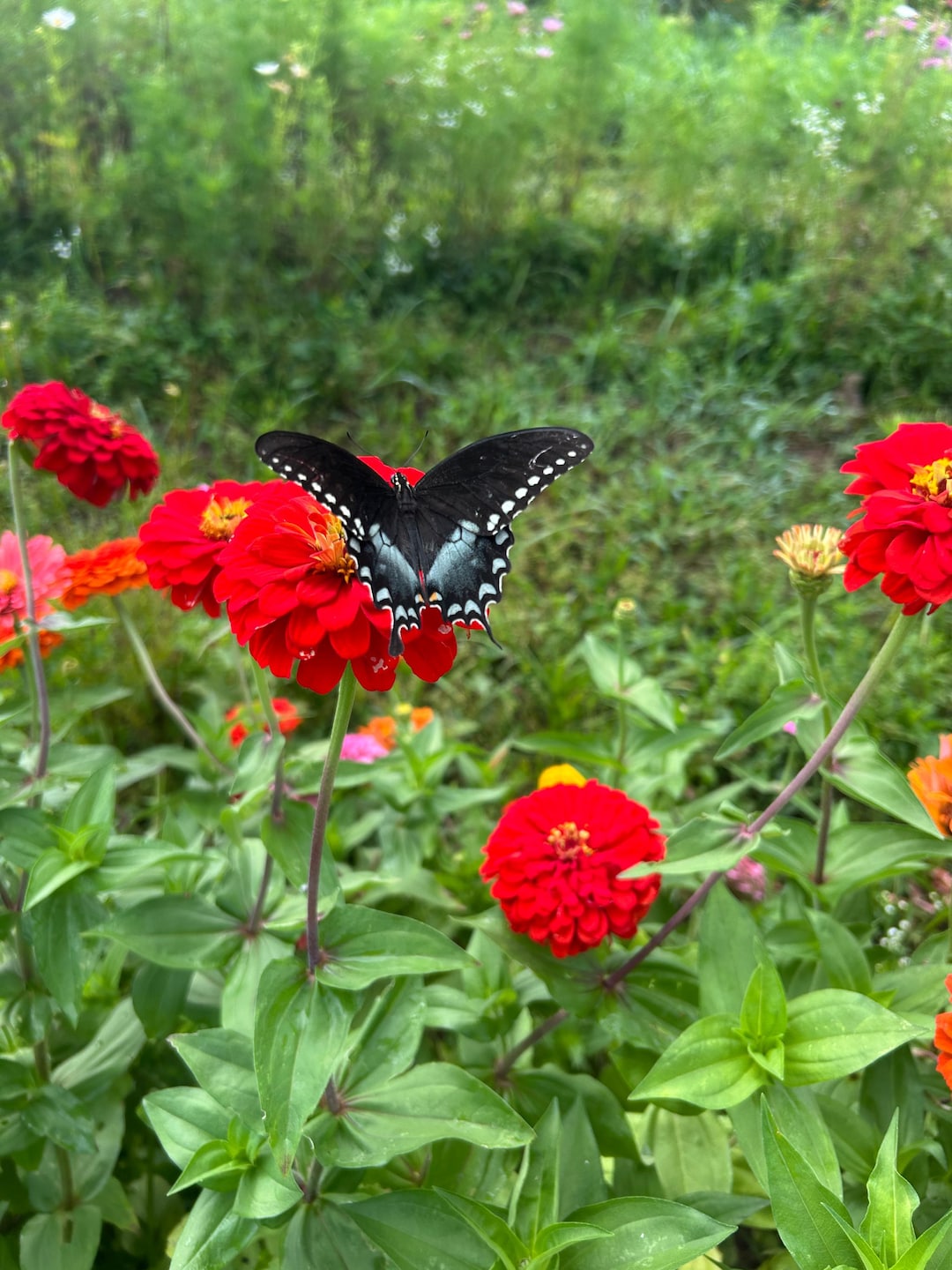 Benary Giant Mix Zinnia Seeds - Etsy
