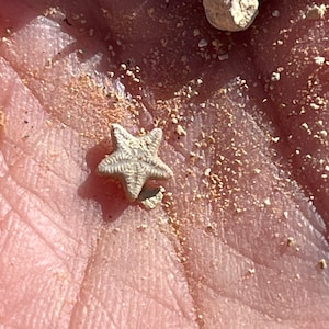 Star Crinoids From Southern Utah. - Etsy