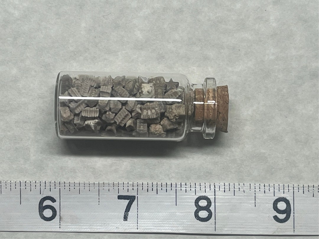 Star Crinoids Stems From Southern Utah. - Etsy