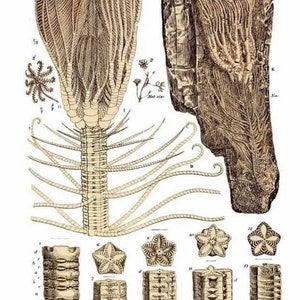 Star Crinoids From Southern Utah. - Etsy