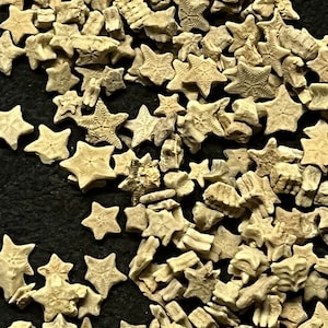 Star Crinoids From Southern Utah. - Etsy