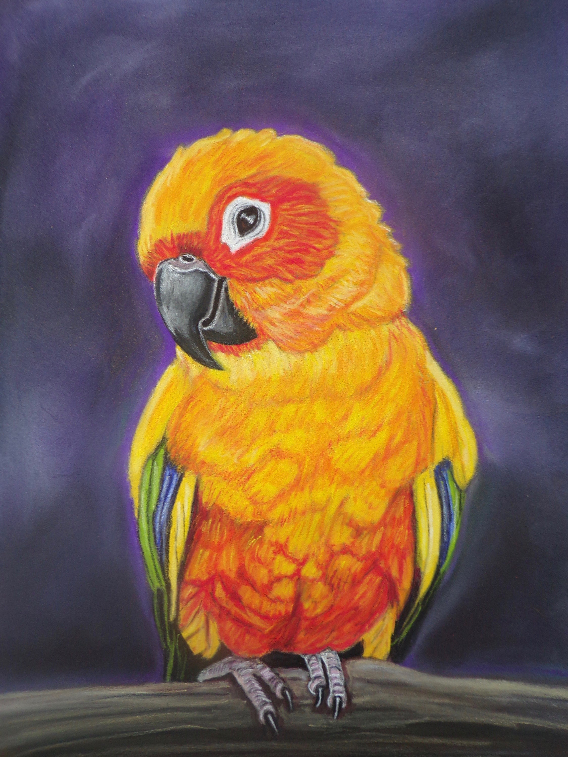 Sun Conure Parrot Art Print , Conure Art , Parrot Art , Sun Conure Gift ...