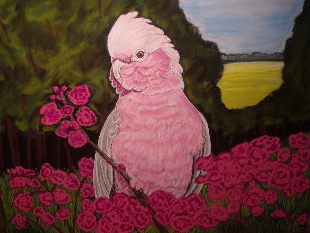 Rose Breasted Cockatoo, Galah Cockatoo Painting, Parrot Art, Print - Etsy