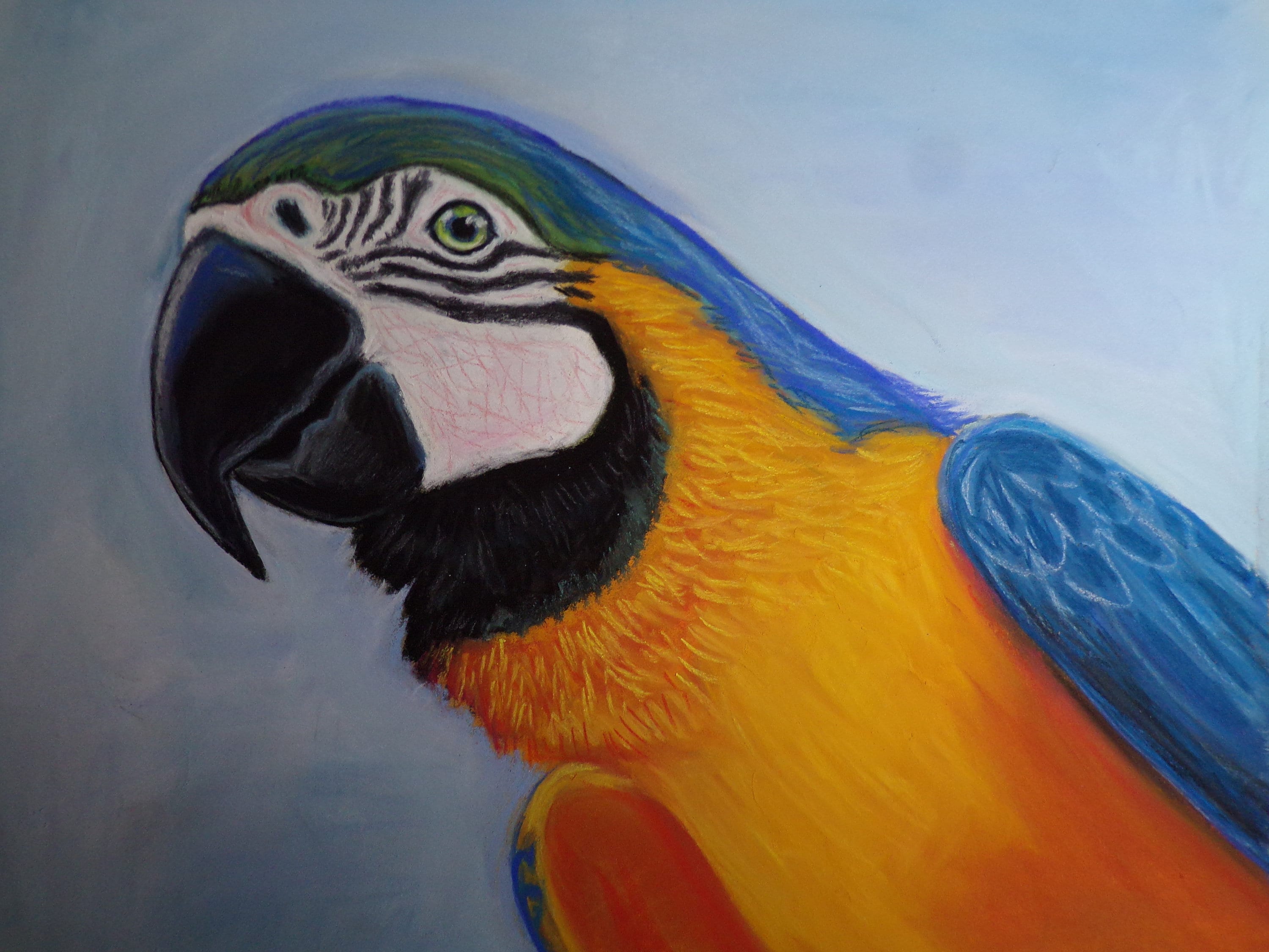 Blue and Gold Macaw Original Pastel Painting- Hand Painted Art ...