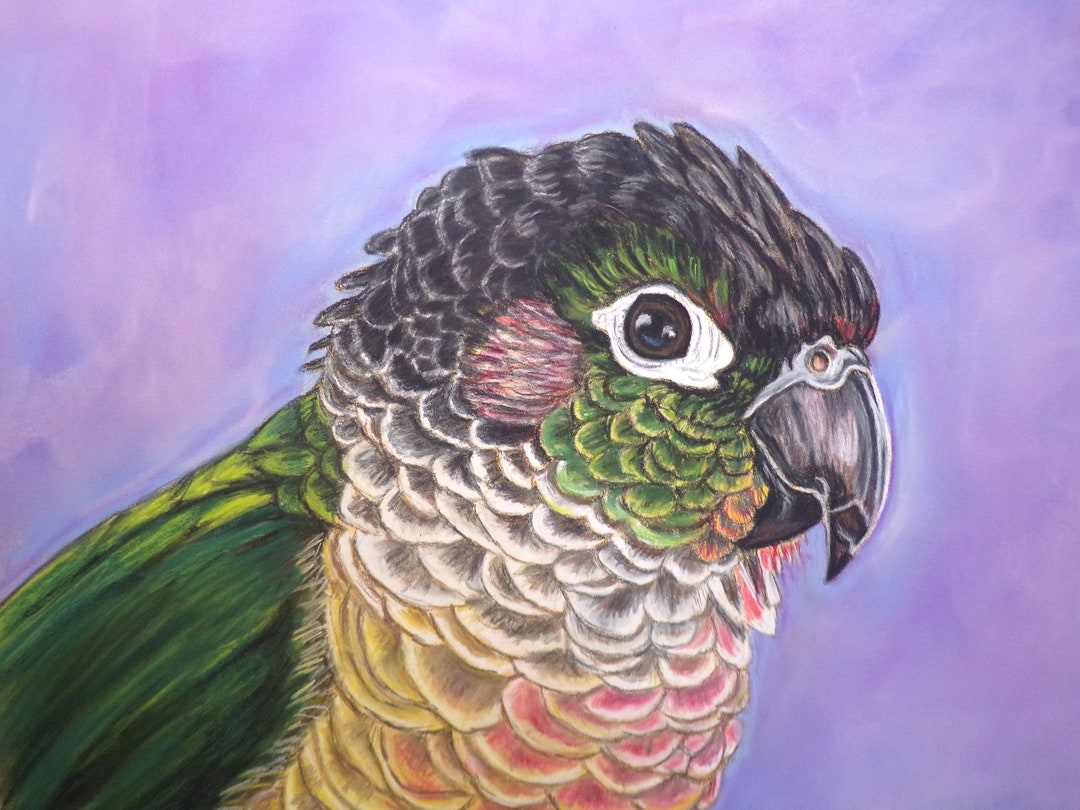Green Cheek Conure Painting, Green Cheek Conure Gift, Original Painting ...