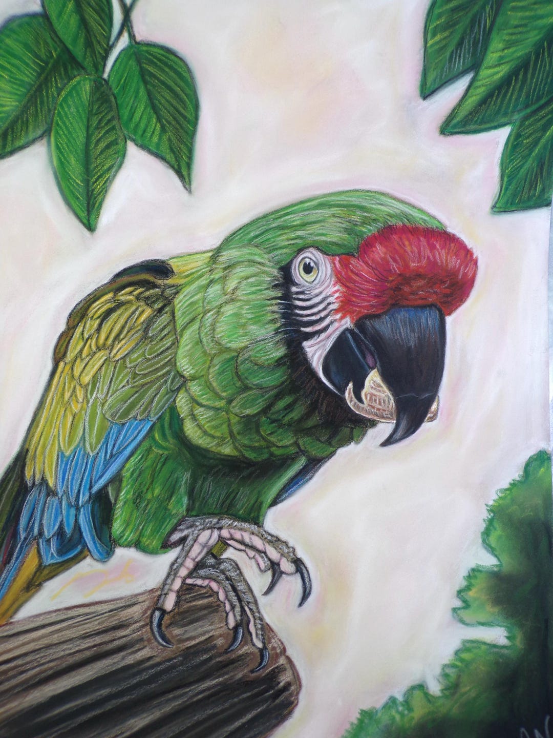 Military Macaw Parrot Original Painting- Macaw Art-macaw Gift-hand ...