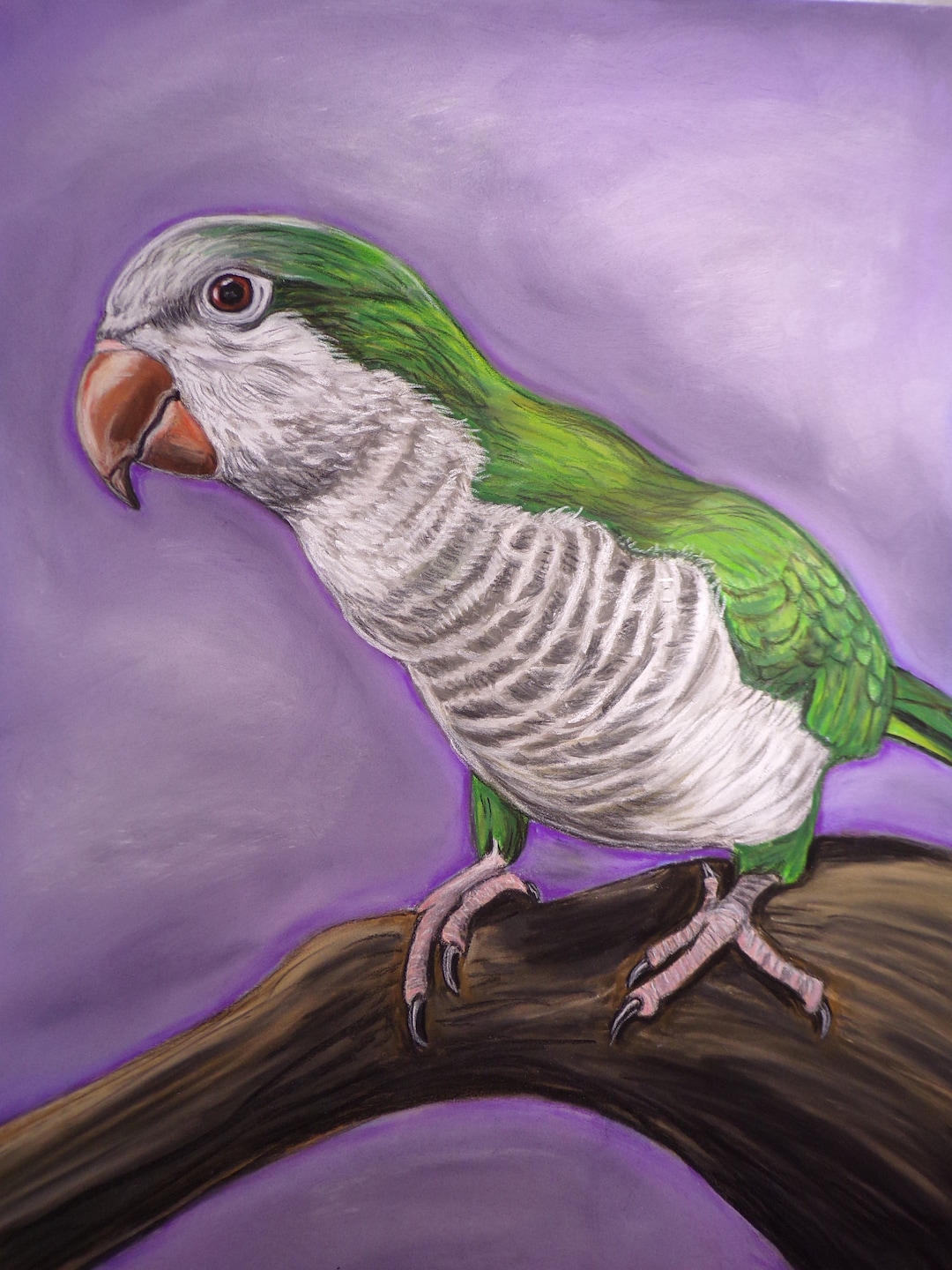 Quaker Parrot - Print of the Original Painting -pet Portrait - Etsy