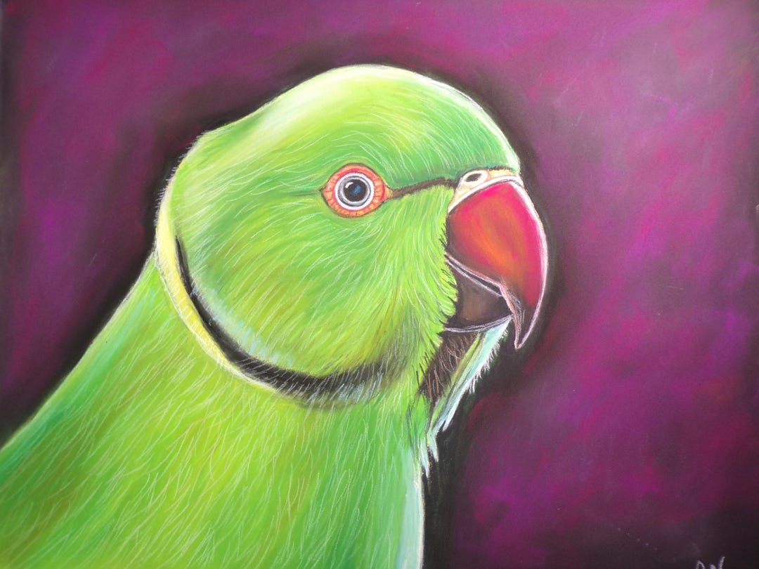 Indian Ringneck Parakeet Painting- Green Indian Ringneck Parrot ...