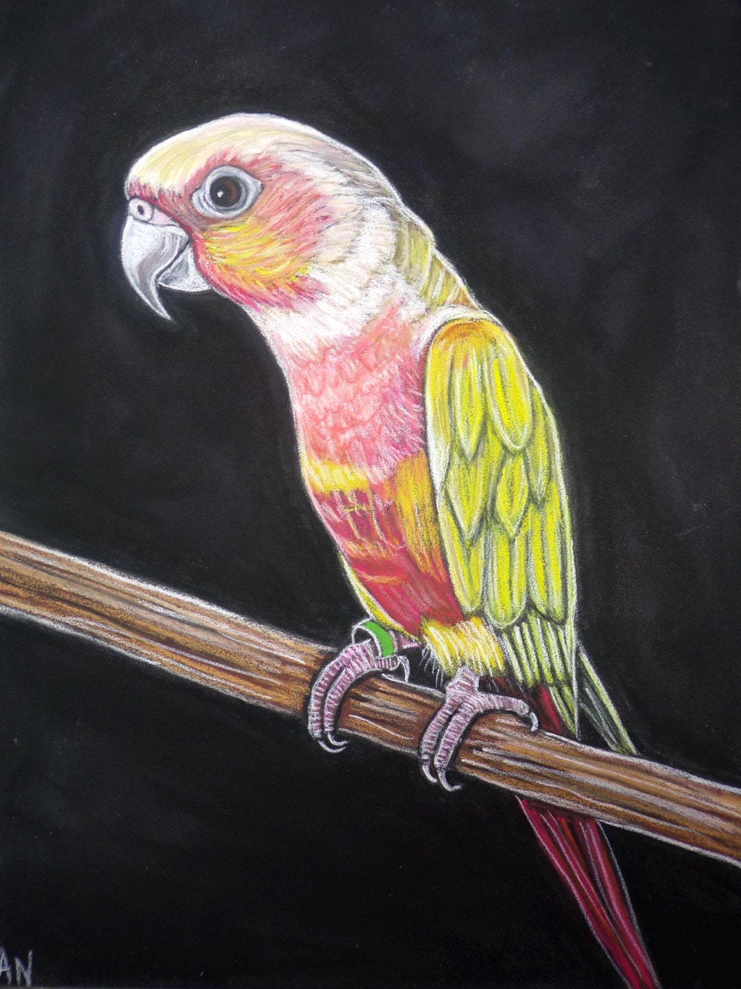 Fancy Green Cheeked Conure Original Painting-pet Parrot Portrait- Hand ...