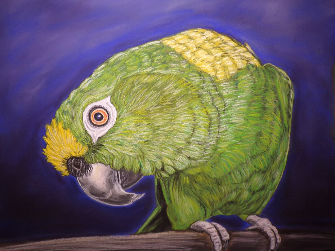 Yellow Nape Amazon Parrot Print, Fine Art Paper - Etsy