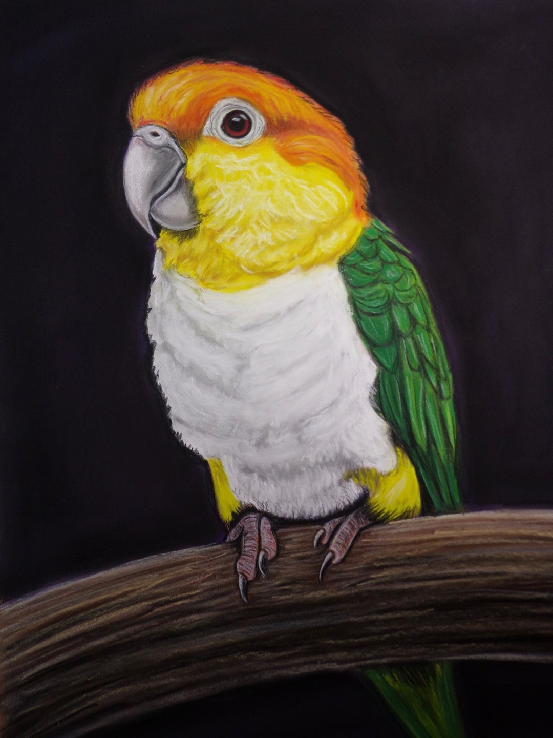 Caique Parrot Original Painting - Etsy
