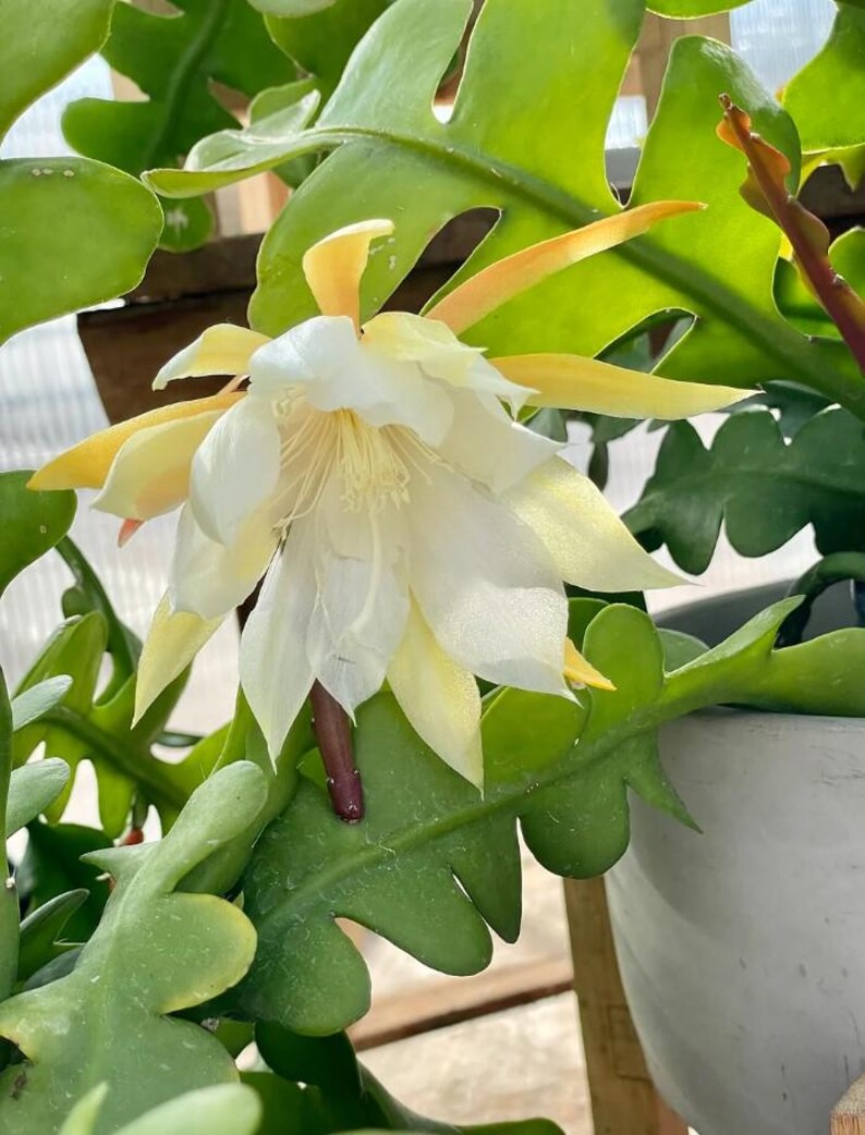 Fishbone Zig Zag Cactus Plant in 4in Pot - Epiphyllum Anguliger Live ...