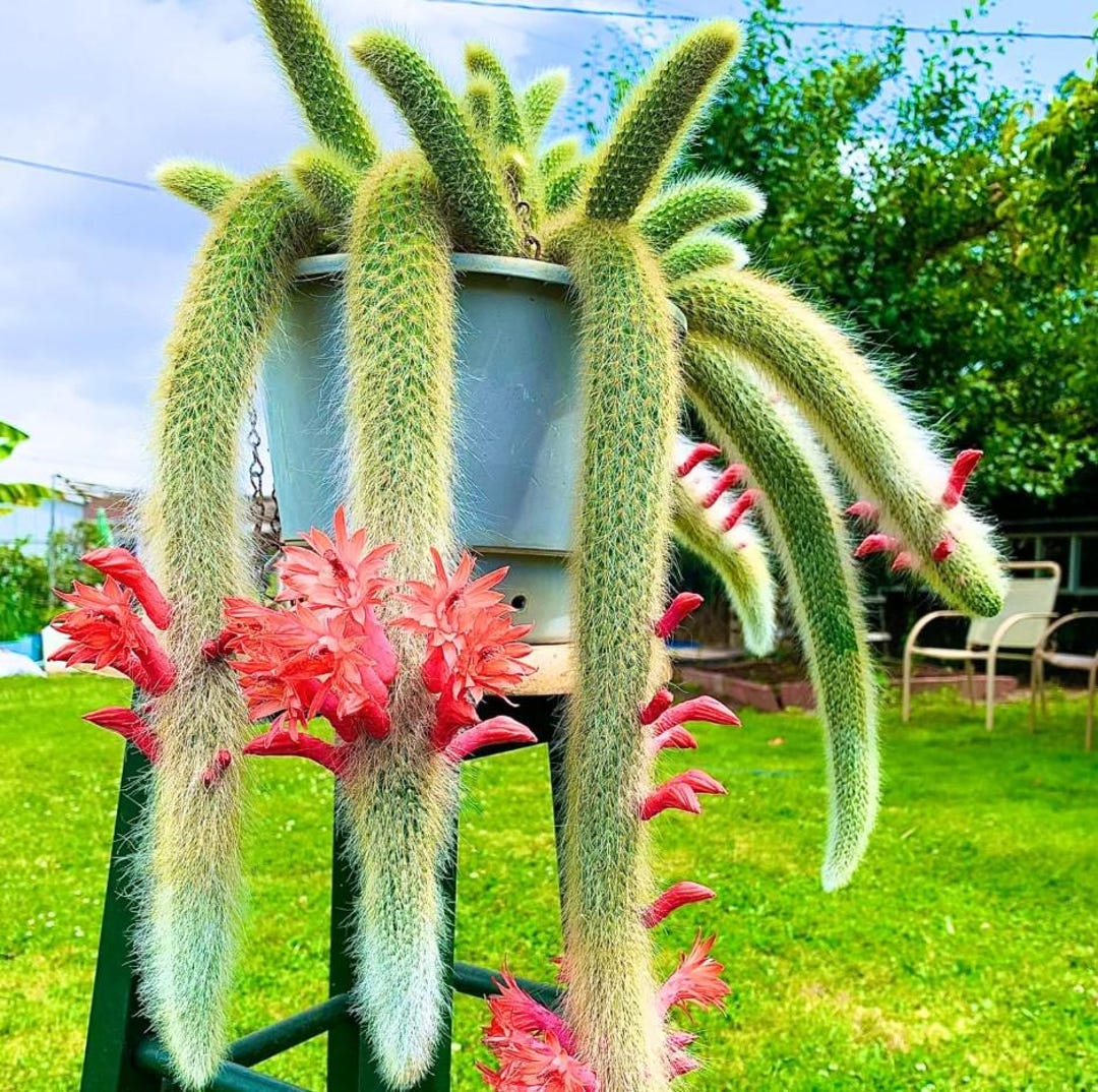 Monkey Tail Cactus in 2in Pot - Live Succulent Cacti Plants Fully ...