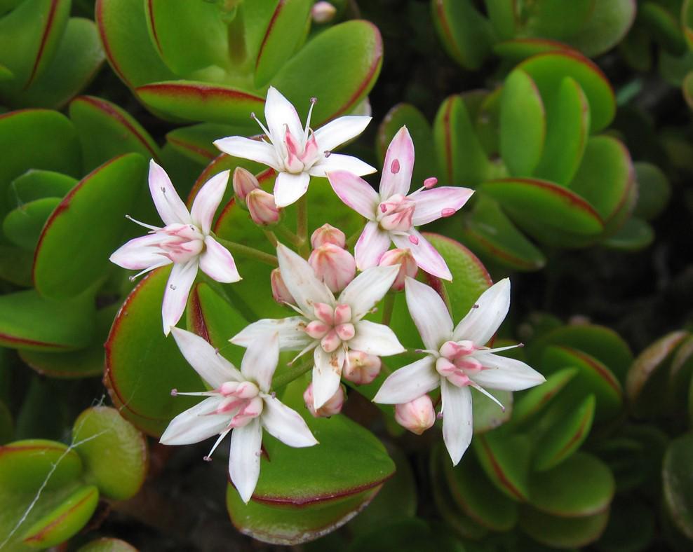 Crassula Ovata Succulent Live Plant in 2in Pot - Jade Plant Low ...