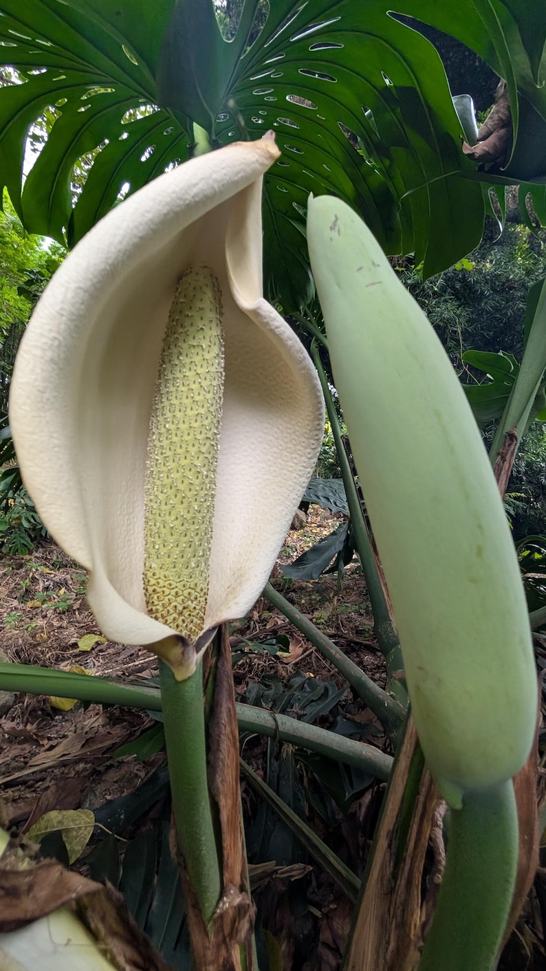 Giant Monstera Deliciosa Node Cutting | Mature Fruiting Plant, Large ...