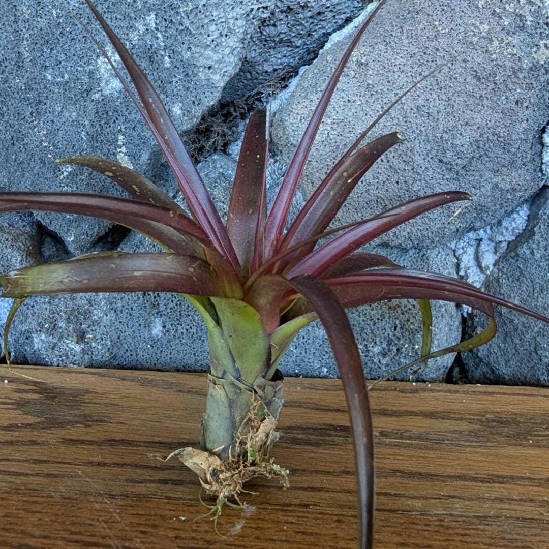 Rare Tillandsia Novakii – Giant Air Plant for Collectors | Exotic Easy ...