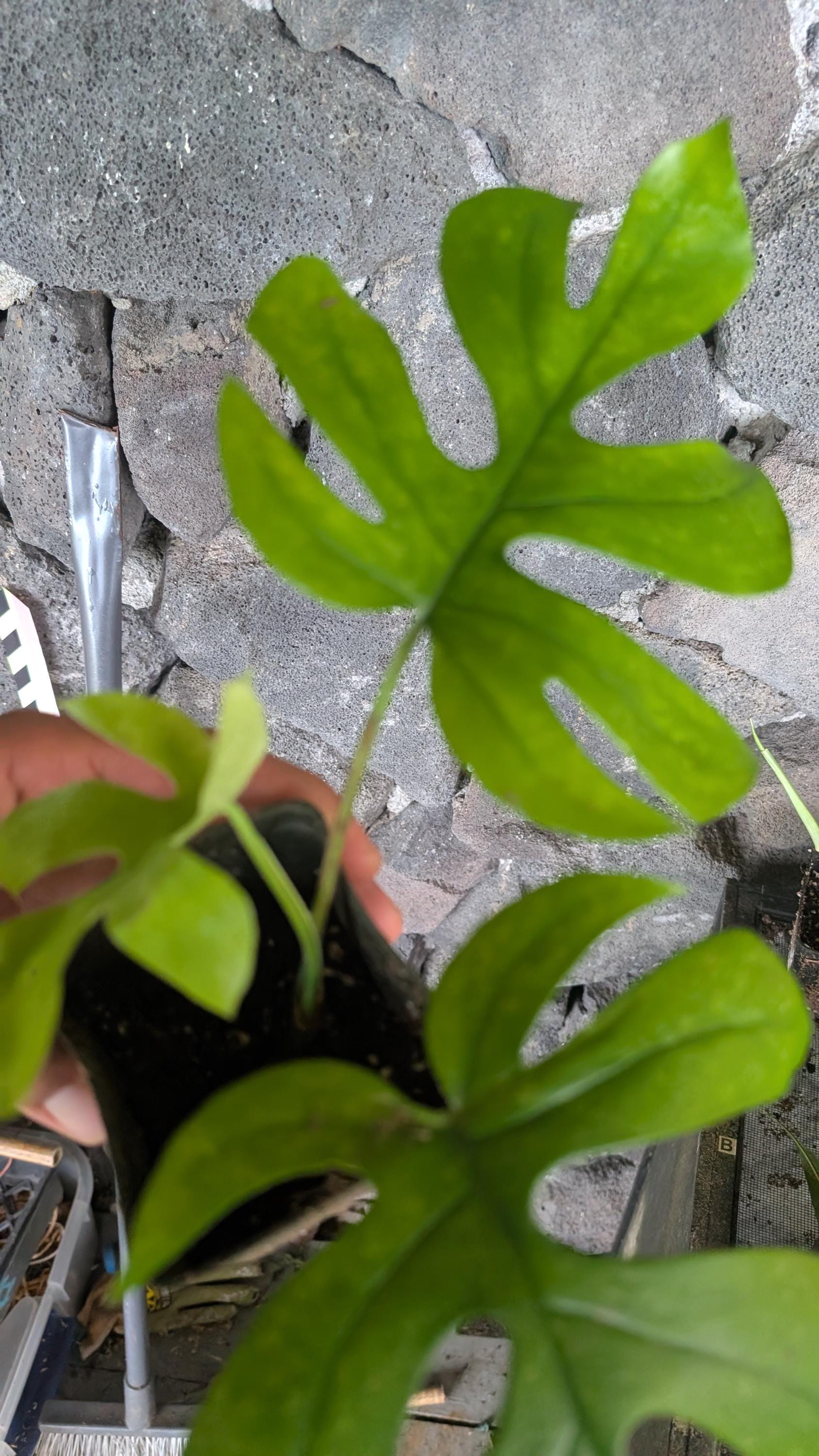 Rare Monstera Compacta: Miniature Fenestrated Japanese Houseplant - Etsy