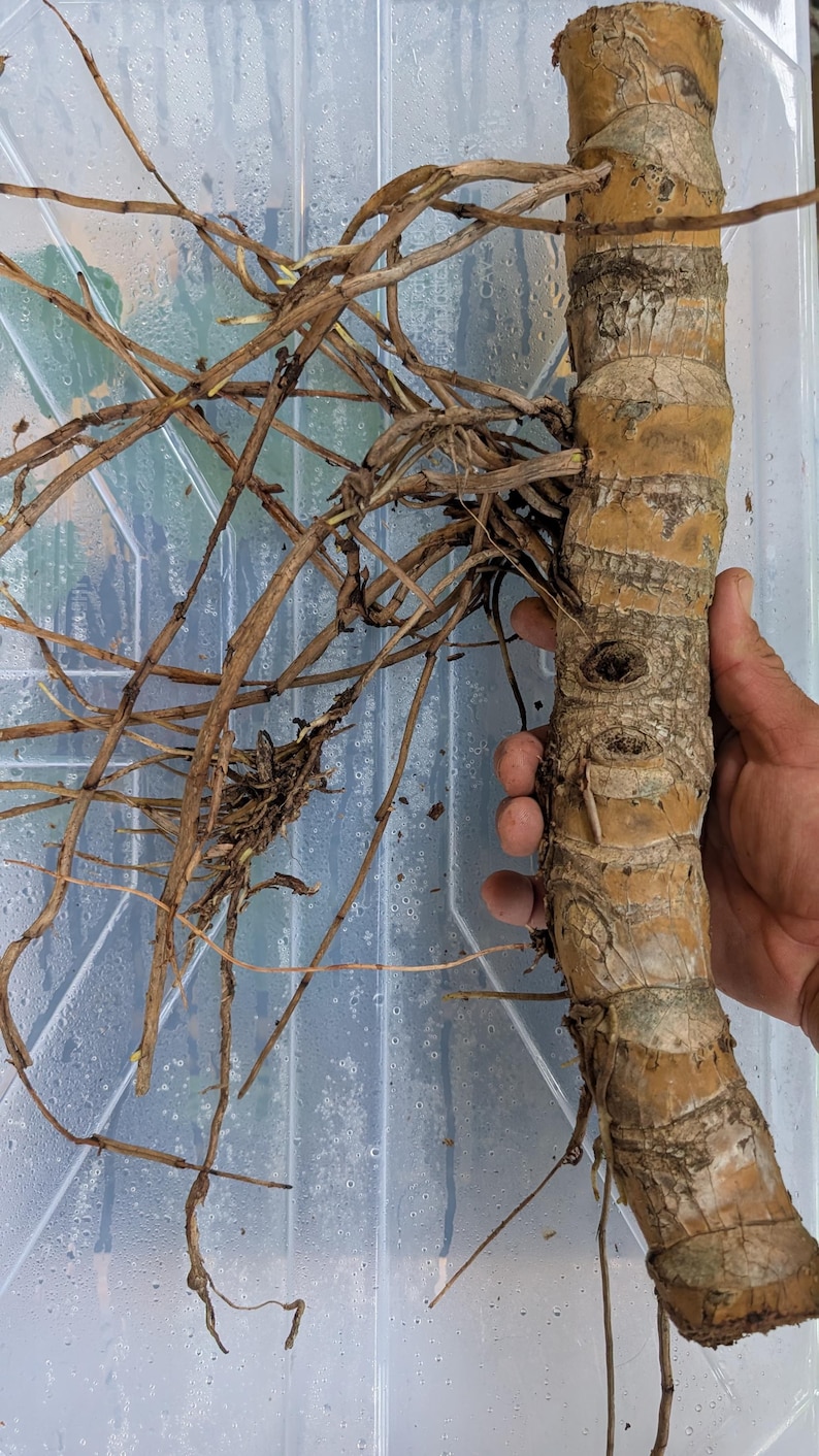 Giant Monstera Deliciosa 10+ Node Cutting With Roots | Rare Mature ...
