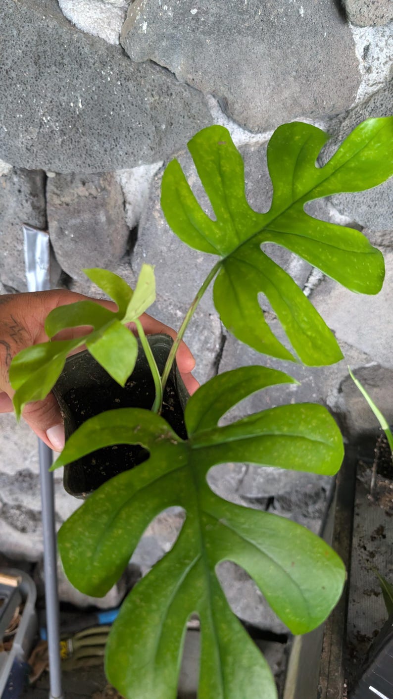 Rare Monstera Compacta: Miniature Fenestrated Japanese Houseplant - Etsy