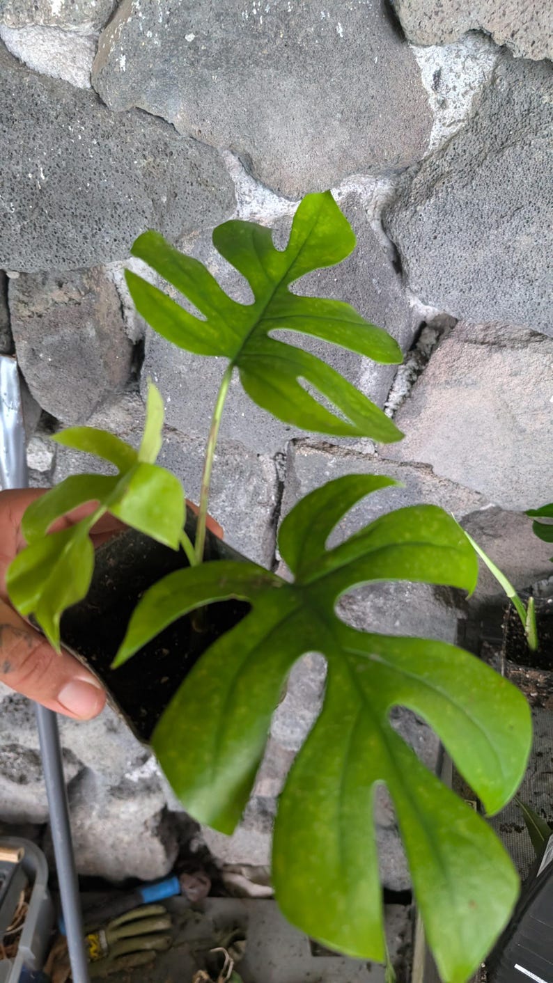 Rare Monstera Compacta: Miniature Fenestrated Japanese Houseplant - Etsy