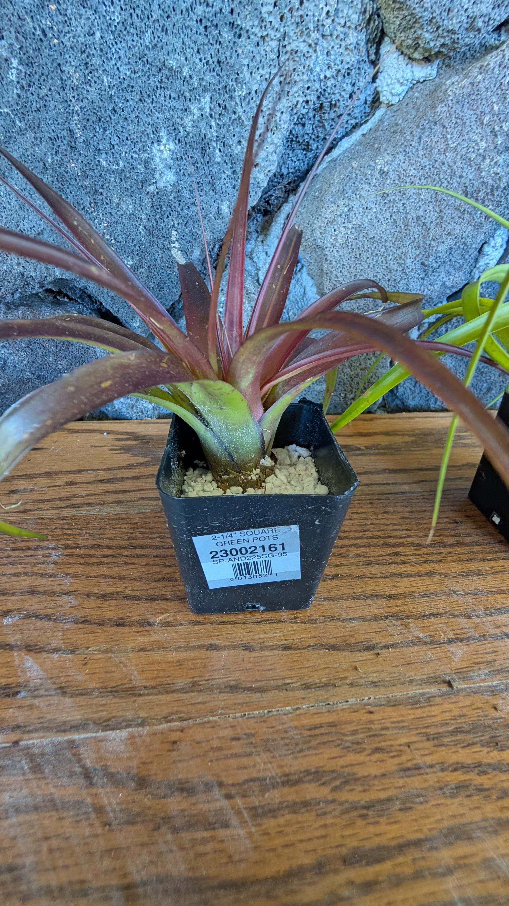 Rare Tillandsia Novakii – Giant Air Plant for Collectors | Exotic Easy ...