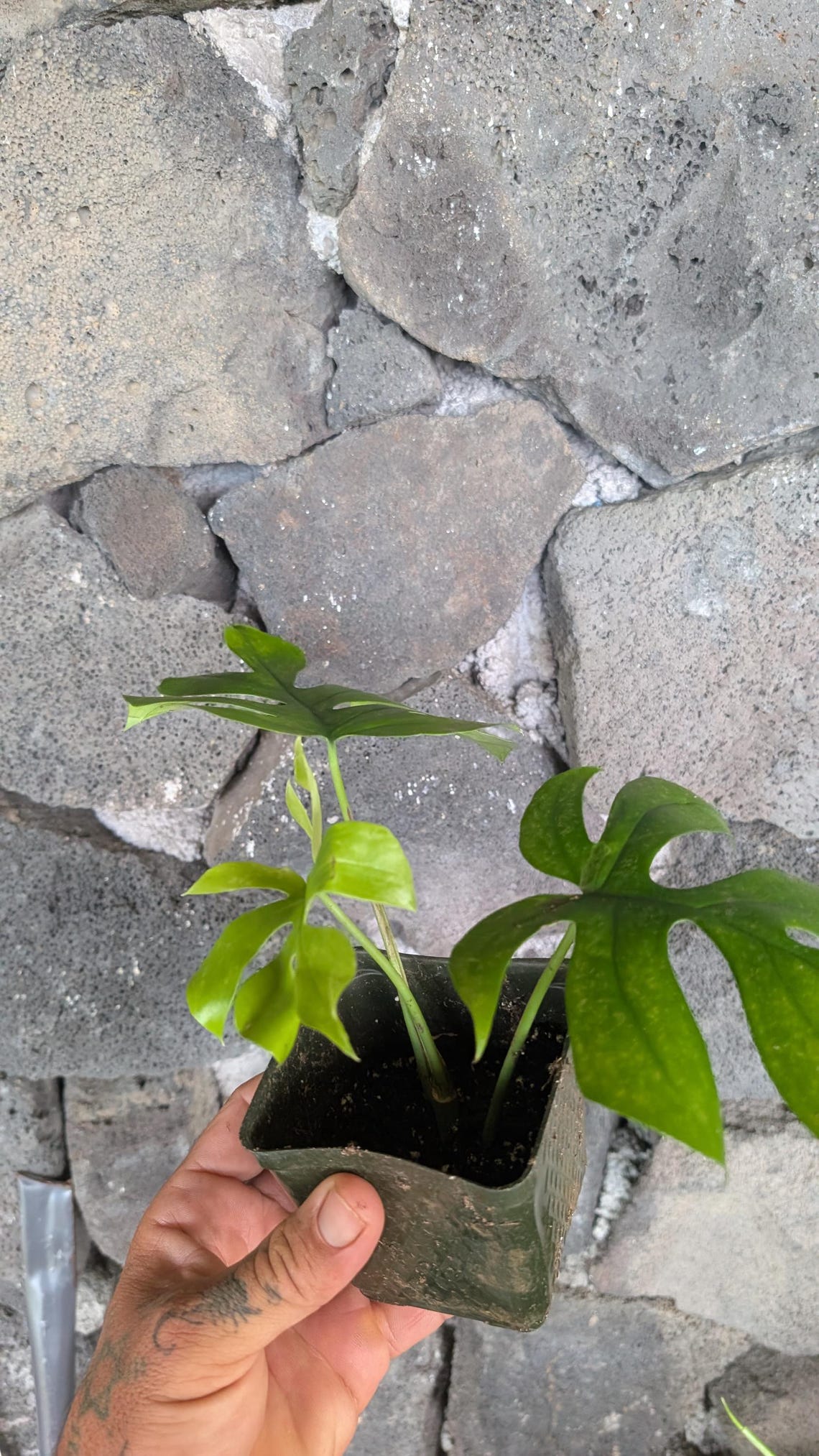 Rare Monstera Compacta: Miniature Fenestrated Japanese Houseplant - Etsy