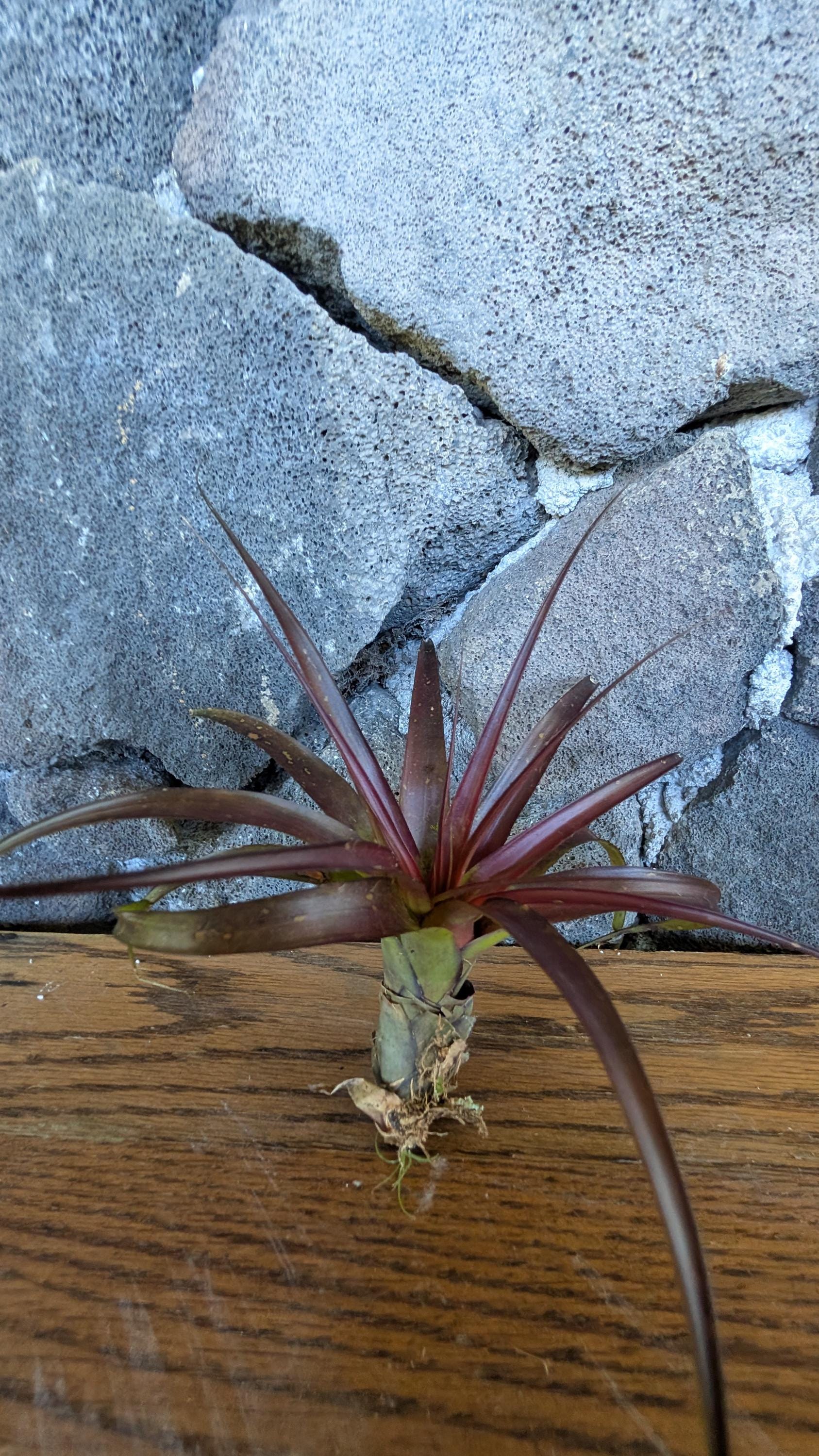 Rare Tillandsia Novakii – Giant Air Plant for Collectors | Exotic Easy ...