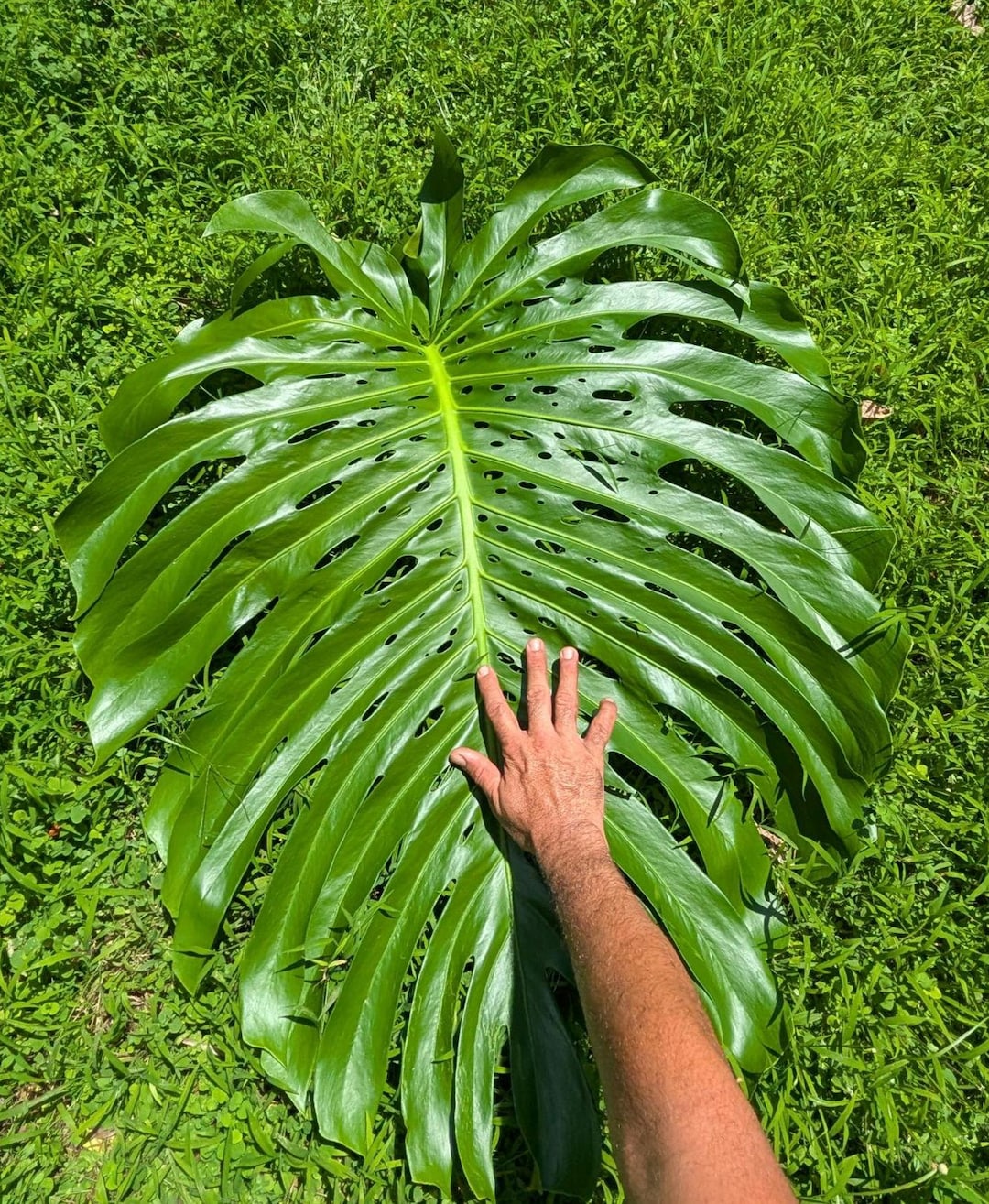 Giant Monstera Deliciosa Node Cutting | Mature Fruiting Plant, Large ...