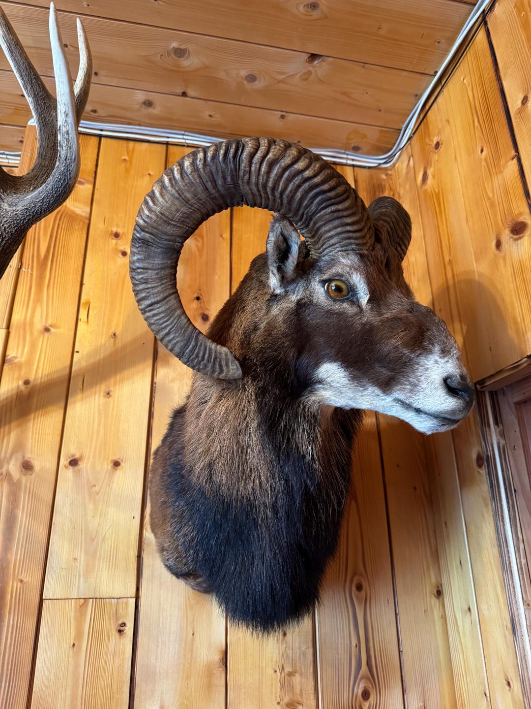 Beautiful Mouflon Neck Mount - Etsy Canada