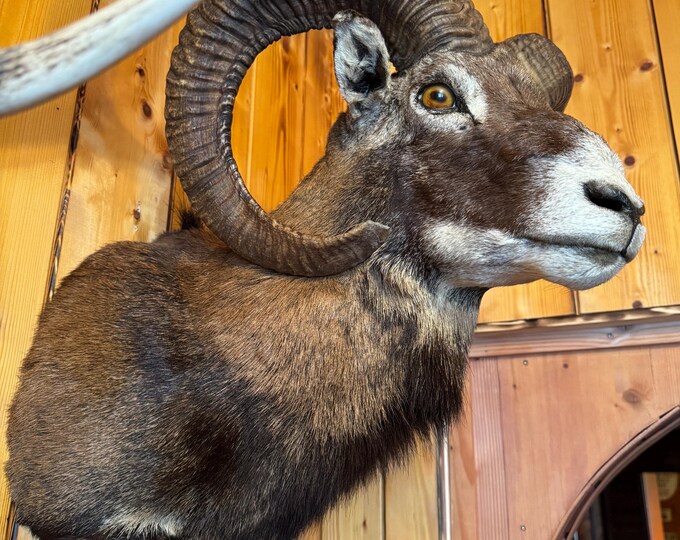 Beautiful Mouflon Neck Mount - Etsy