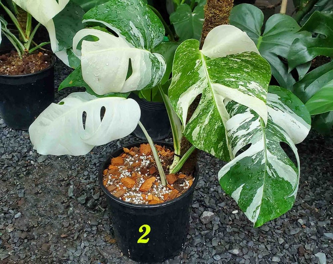 US Seller Monstera Albo, Variegated Monstera Albo Tiger Borsigiana ...