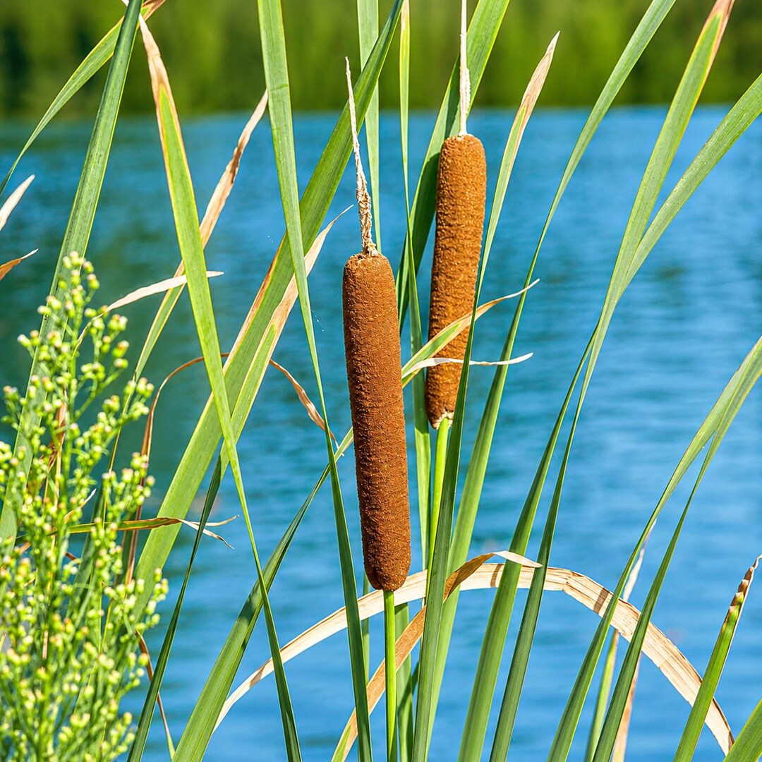 Typha Latifolia Cattail Seeds: Wetland Bog Garden Plant (50 Seeds) - Etsy