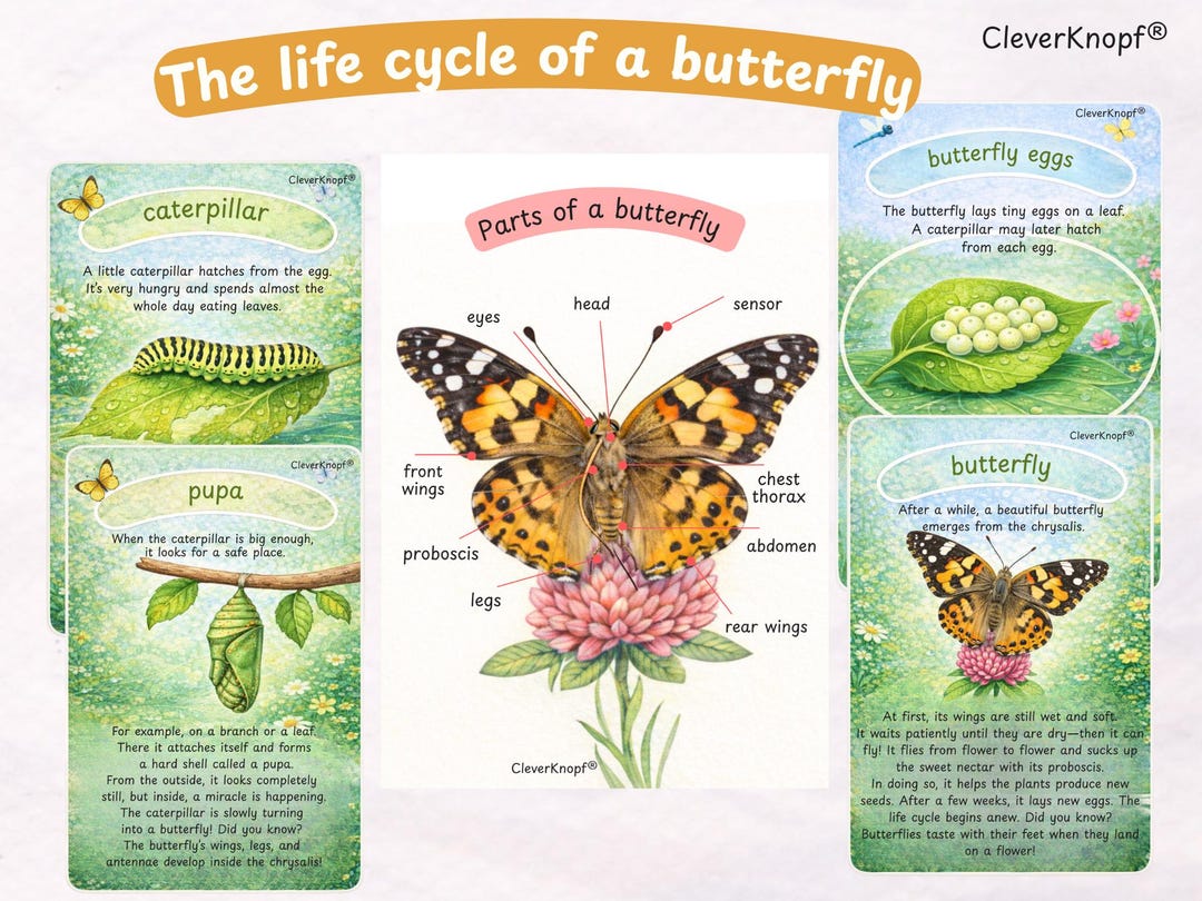 Butterfly Life Cycle Montessori Insect Study Printable Science ...
