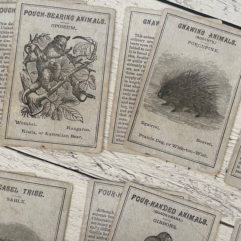 Antique Animals Educational Cards Circa 1874 Choose Your Animal Cards ...