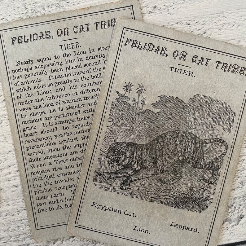 Antique Animals Educational Cards Circa 1874 Choose Your Animal Cards ...