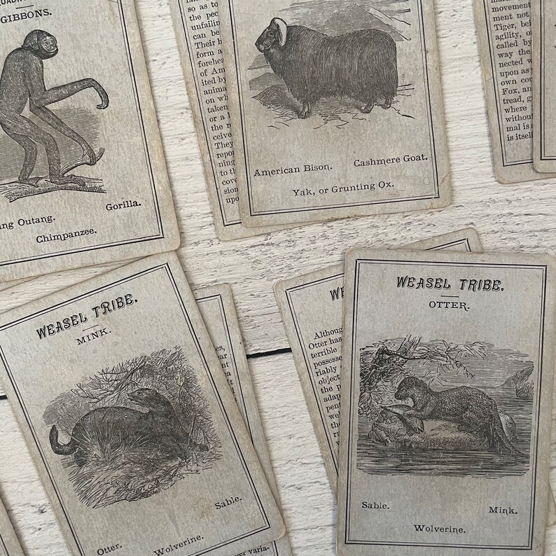 Antique Animals Educational Cards Circa 1874 Choose Your Animal Cards ...