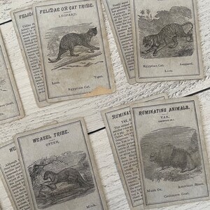 Antique Animals Educational Cards Circa 1874 Choose Your Animal Cards ...