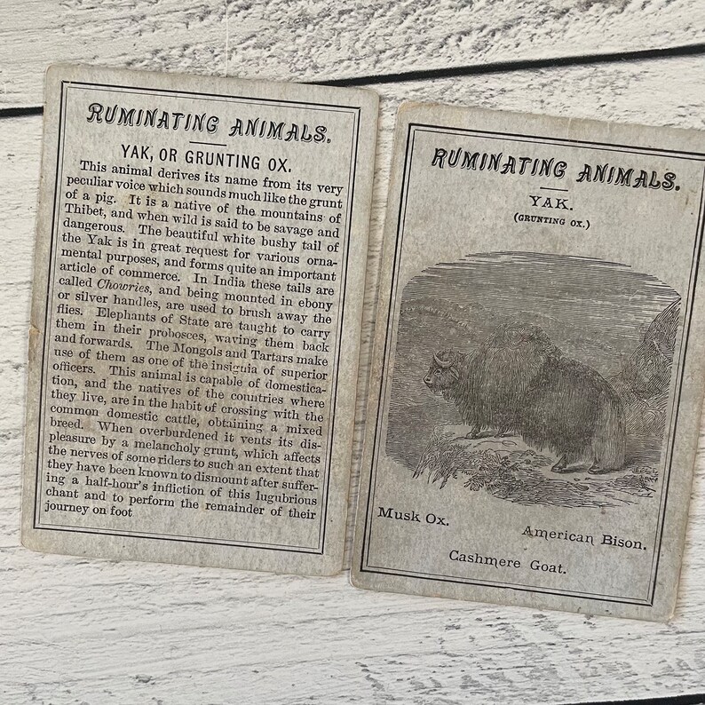 Antique Animals Educational Cards Circa 1874 Choose Your Animal Cards ...