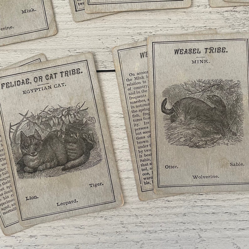 Antique Animals Educational Cards Circa 1874 Choose Your Animal Cards ...