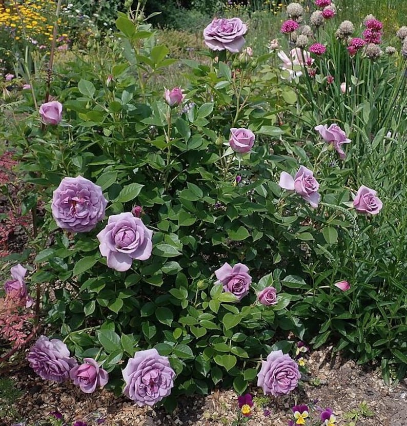 Lagerfeld Grandiflora Rose Bush Lavender Rose Plant Purple Rose Flowers ...